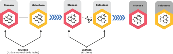 ¿Qué hay detrás de un vaso delactomy? – Leches Dos Pinos