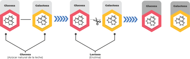 ¿Qué hay detrás de un vaso delactomy? – Leches Dos Pinos